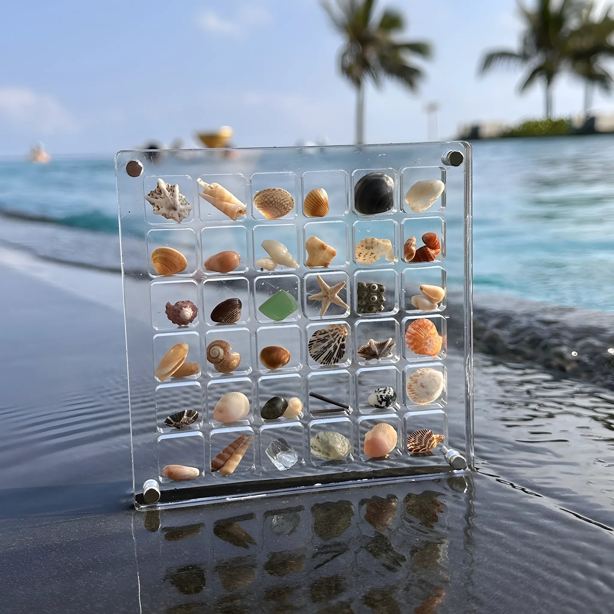 Seashell Display Case – WELLCUBE